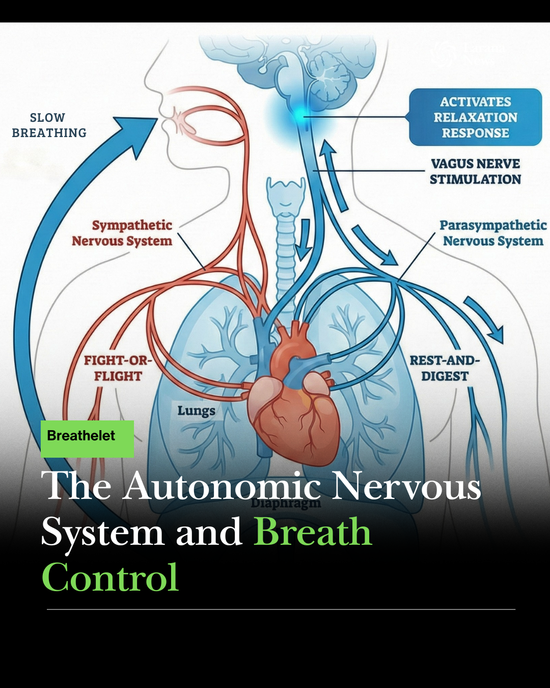 The Science of Breath: Breathing Patterns – Breathelet US